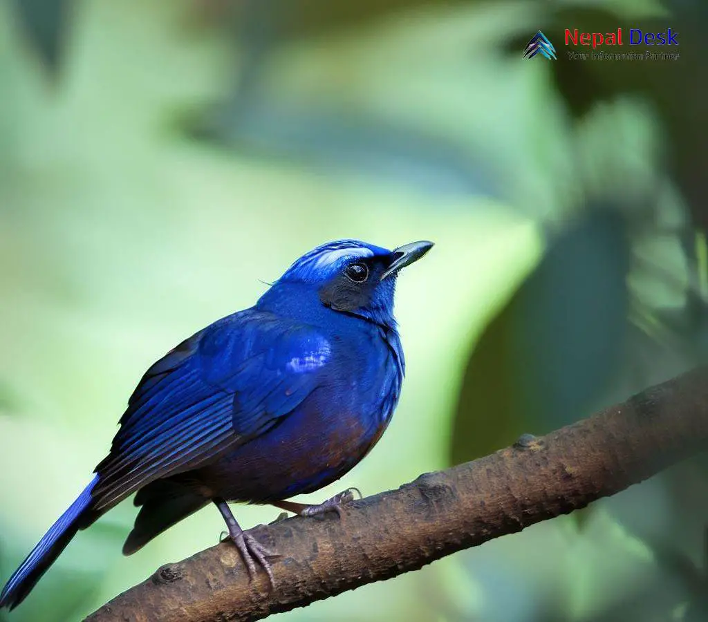 Large Niltava: Vibrant Flashes in the Himalayan Mist | Nepal Desk